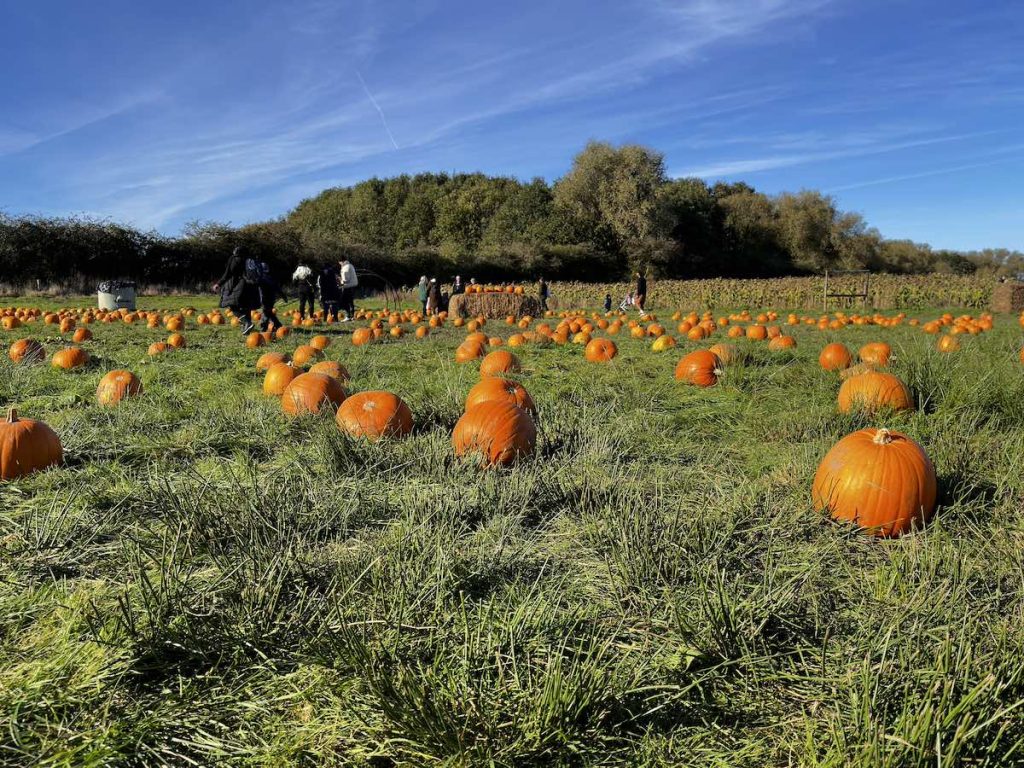 Where to PYO Pumpkin Near Birmingham: 15 Best Patches in the West ...