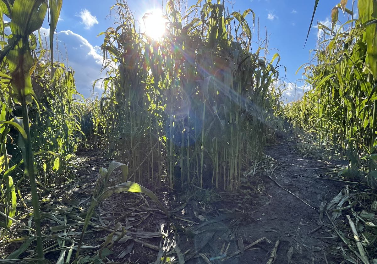 13 Best Mazes in the West Midlands for an Amazeing Family Day Out Near Me